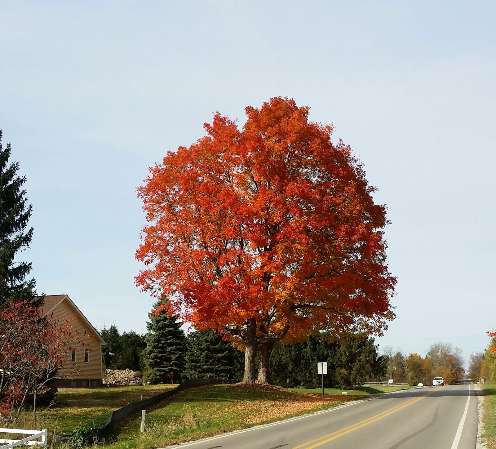 Vintage Diana: Michigan Fall Foliage Tour