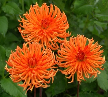 Dahlias Flower