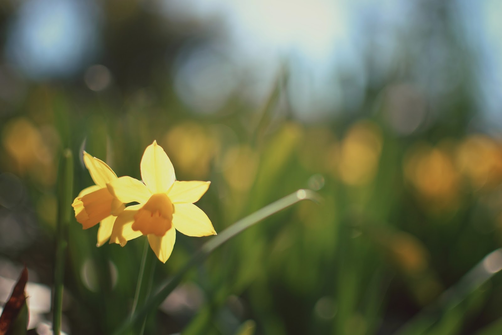happycheerfulthings: Nearly Spring at the Botanical Gardens