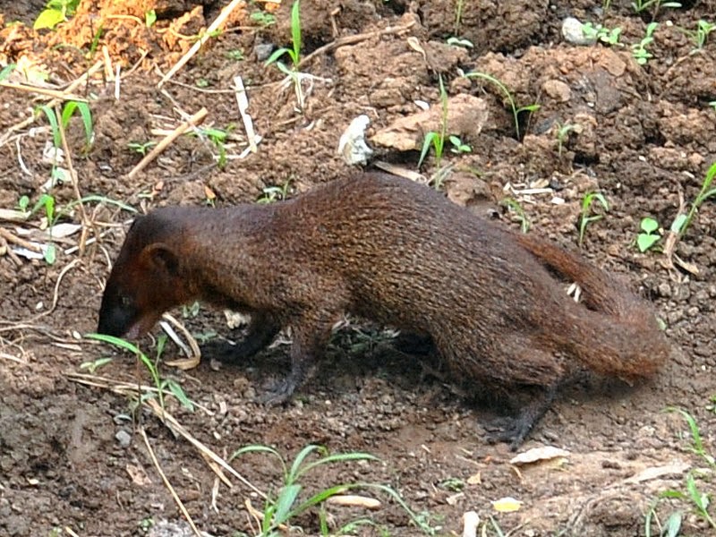 Garangan (Mongooses) Yang Mirip Musang