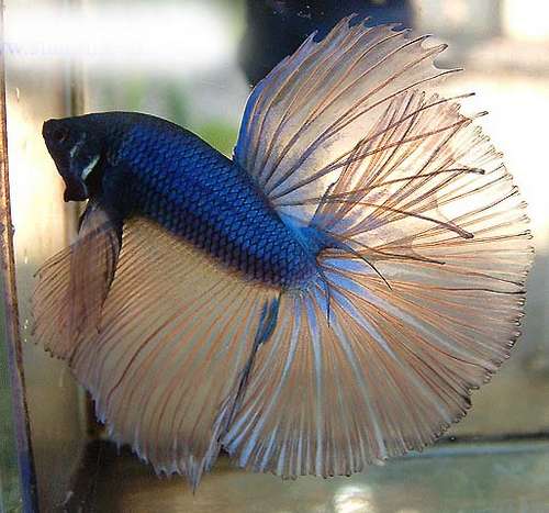 Piebald Betta Fish - Gbettanfish