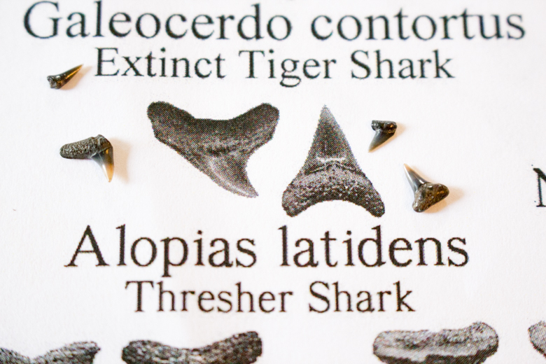 Craft Knife: Homeschool Science: Identifying Fossil Shark Teeth