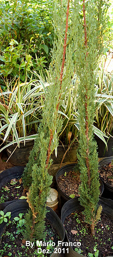 Meu Cantinho Verde: CIPRESTE-ITALIANO - ( Cupressus sempervirens )