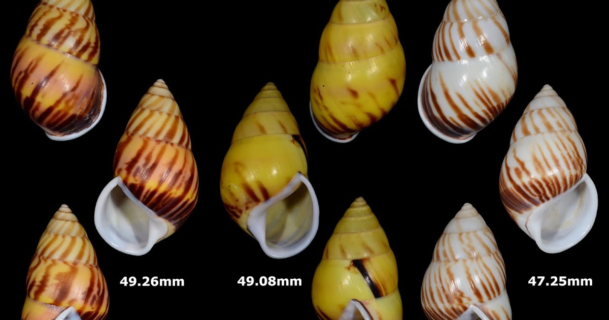 Dr. Lee's Gallery Museum: Amphidromus perversus borneensis 47.25 to 49.26mm