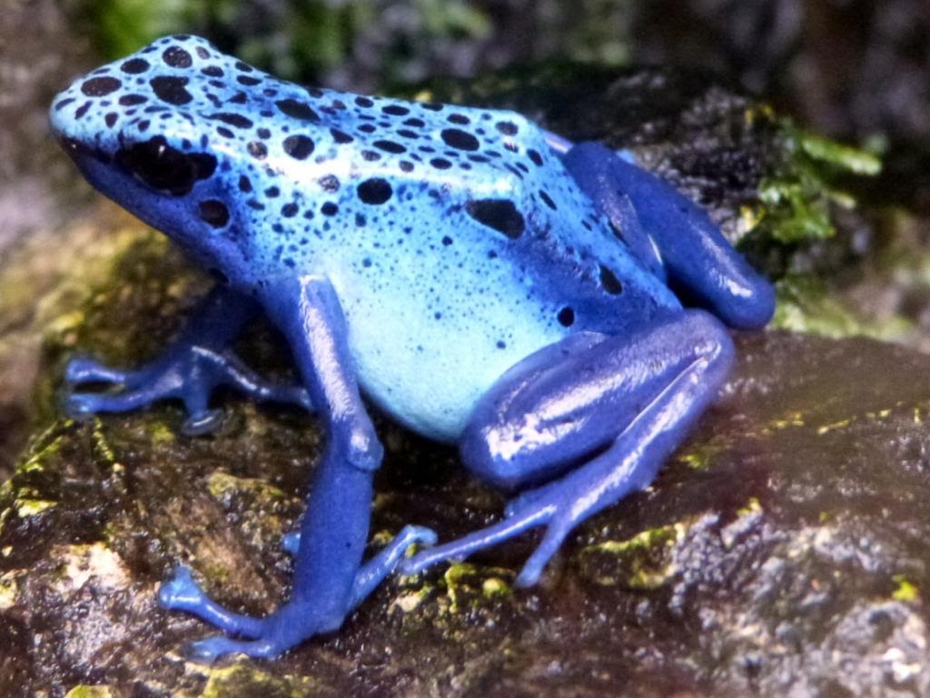 Taxonomía Chordata: Clase Amphibia