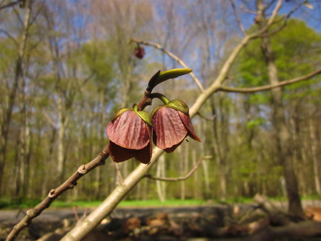 All about trees and plants: Southwest Michigan