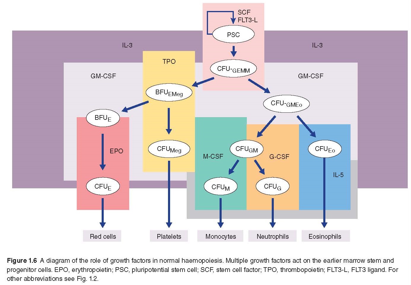 Haemopoietic Growth Factors - pediagenosis