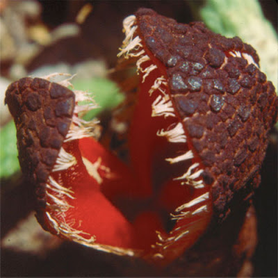 Real Monstrosities: Hydnora africana