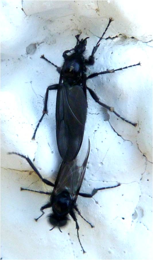 Insects of Scotland: Other Flies/Picture-wing Flies