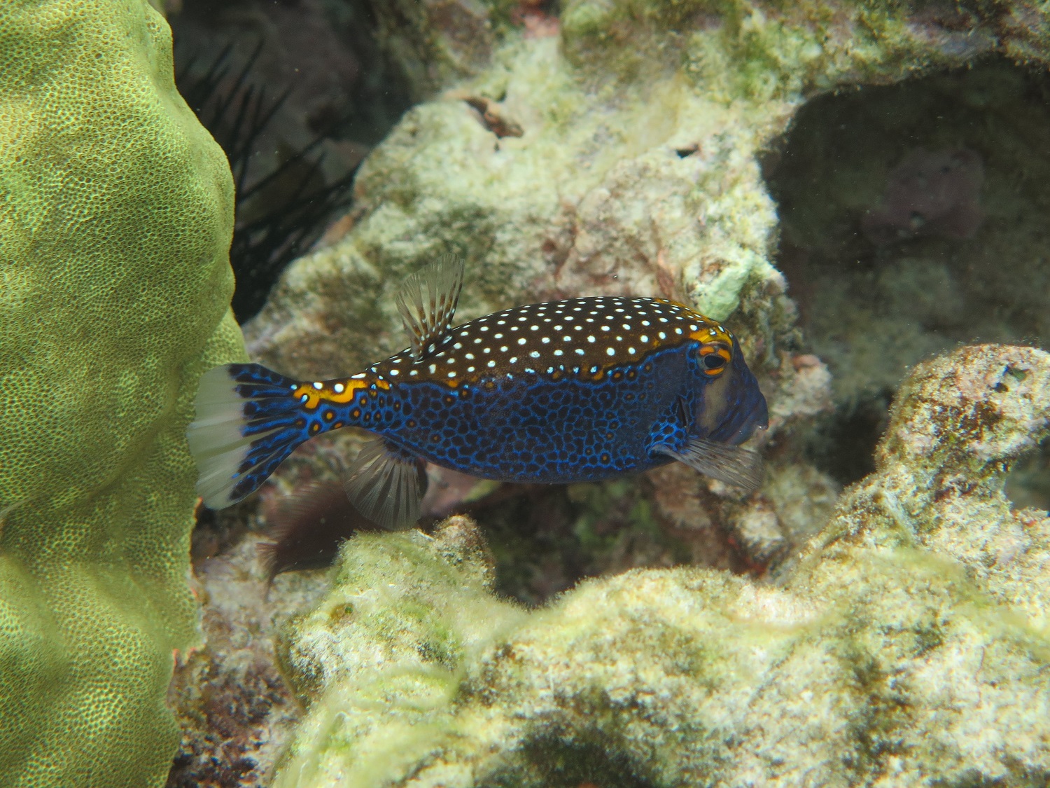 Rambling Jill: More fish du jour