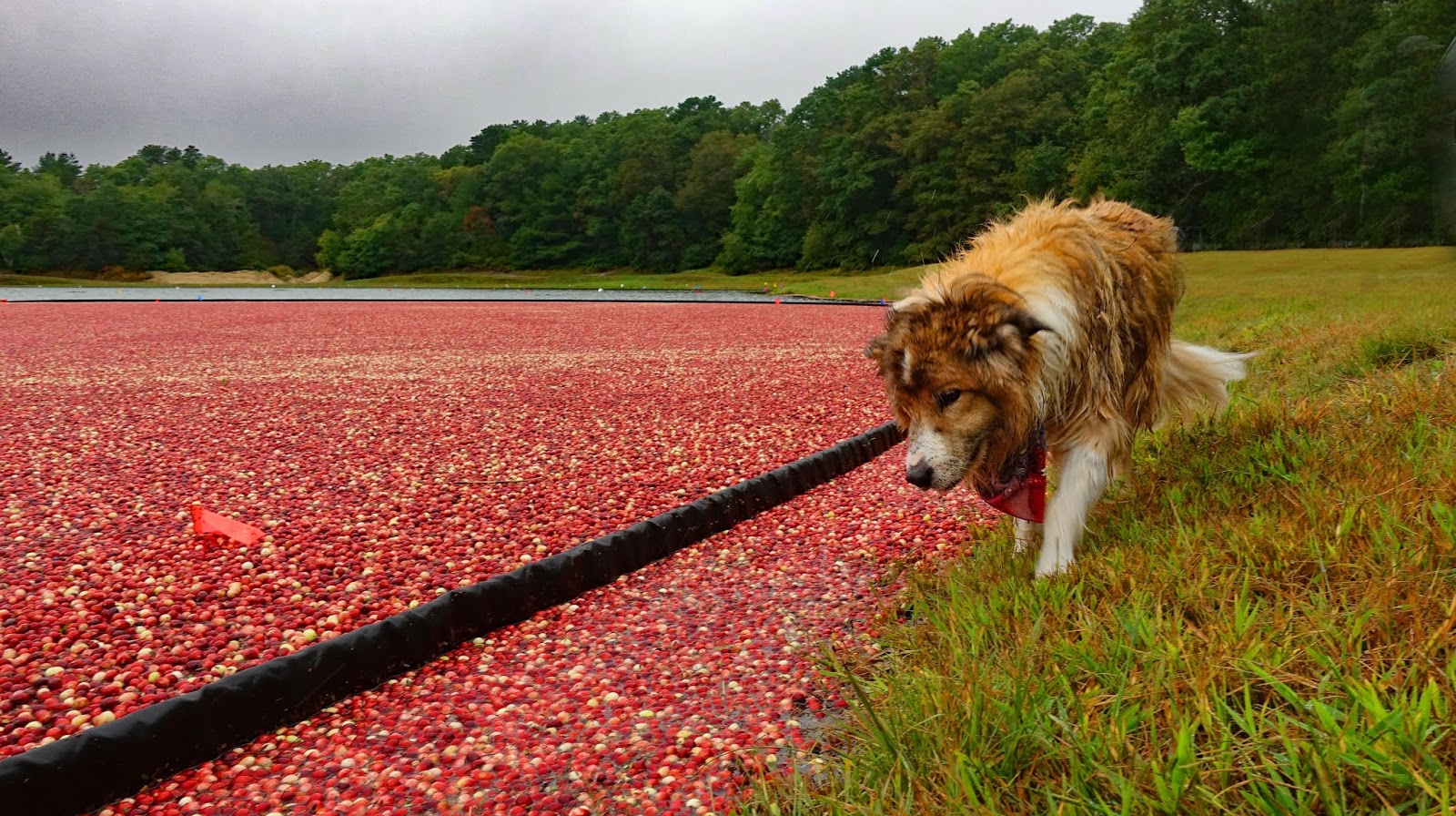 Joe's Retirement Blog: The Cranberry Harvest, Part 2 of 2, Landers ...