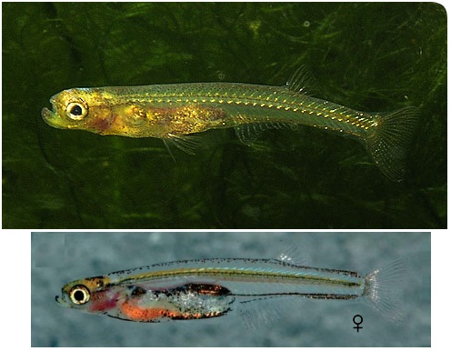 Species New to Science: [Ichthyology • 2009] Danionella dracula ...