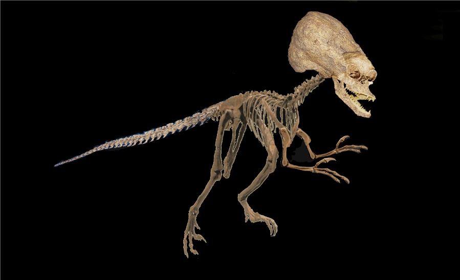 UNIVERSAL MUSEUM OF MODELS SKELETONS ★ - Humans, Extraterrestrials ...