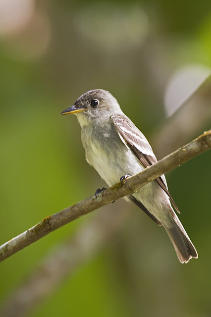 COSTA RICA 2011: Acadian Flycatcher