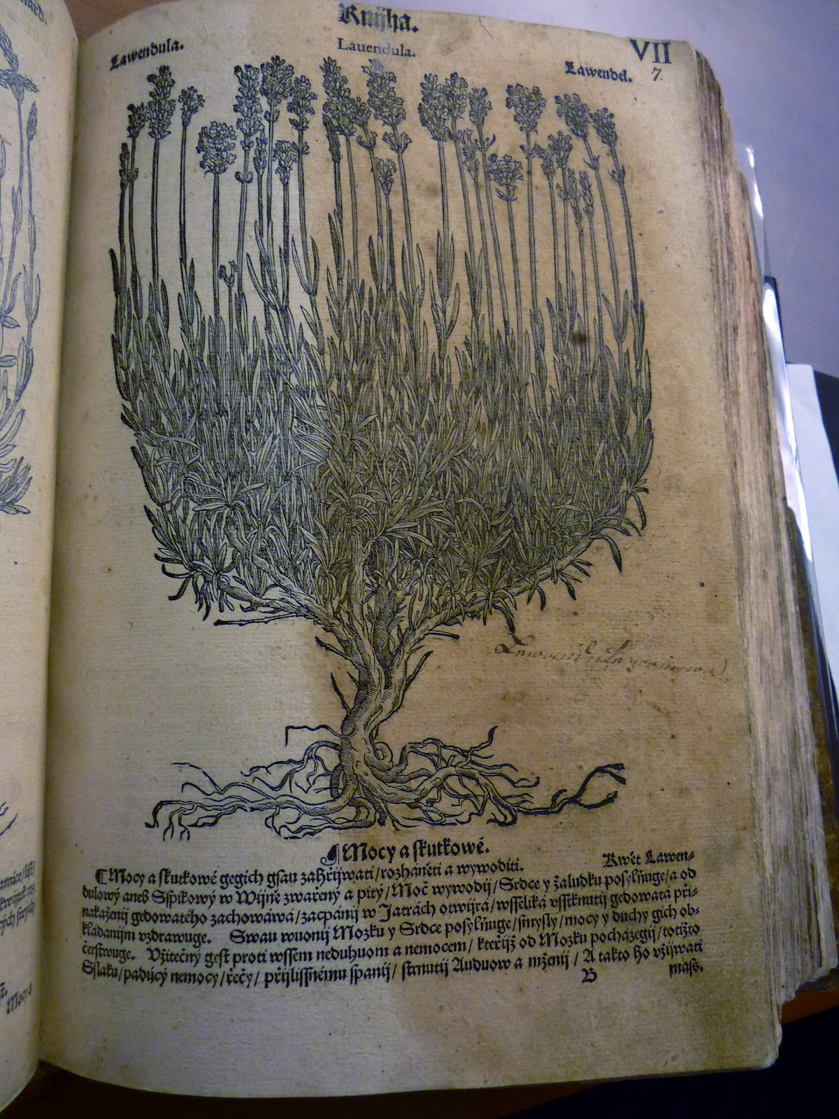 Discovering Botanical Art: Early Botanical Works in Woodcut