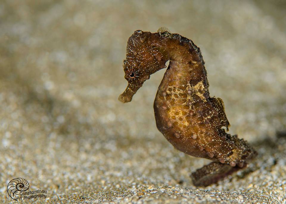 Biodiversity of Cyprus by NGO Protection of the Natural Heritage and ...