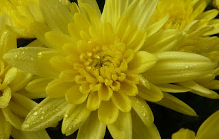 DE LA VALL D'ALBAIDA ESTANT: El crisantem, la flor de la Tardor