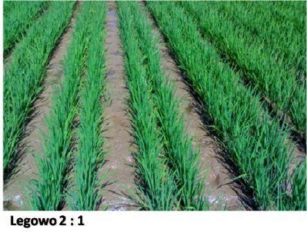 Pertanian Indonesia Mandiri: Sistem Tanam Jajar Legowo
