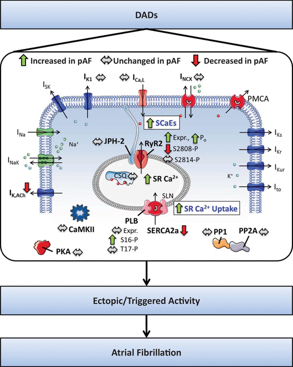 Dr Han Naung @ Henry Han : Electrophysiology and Heart Rhythm ...