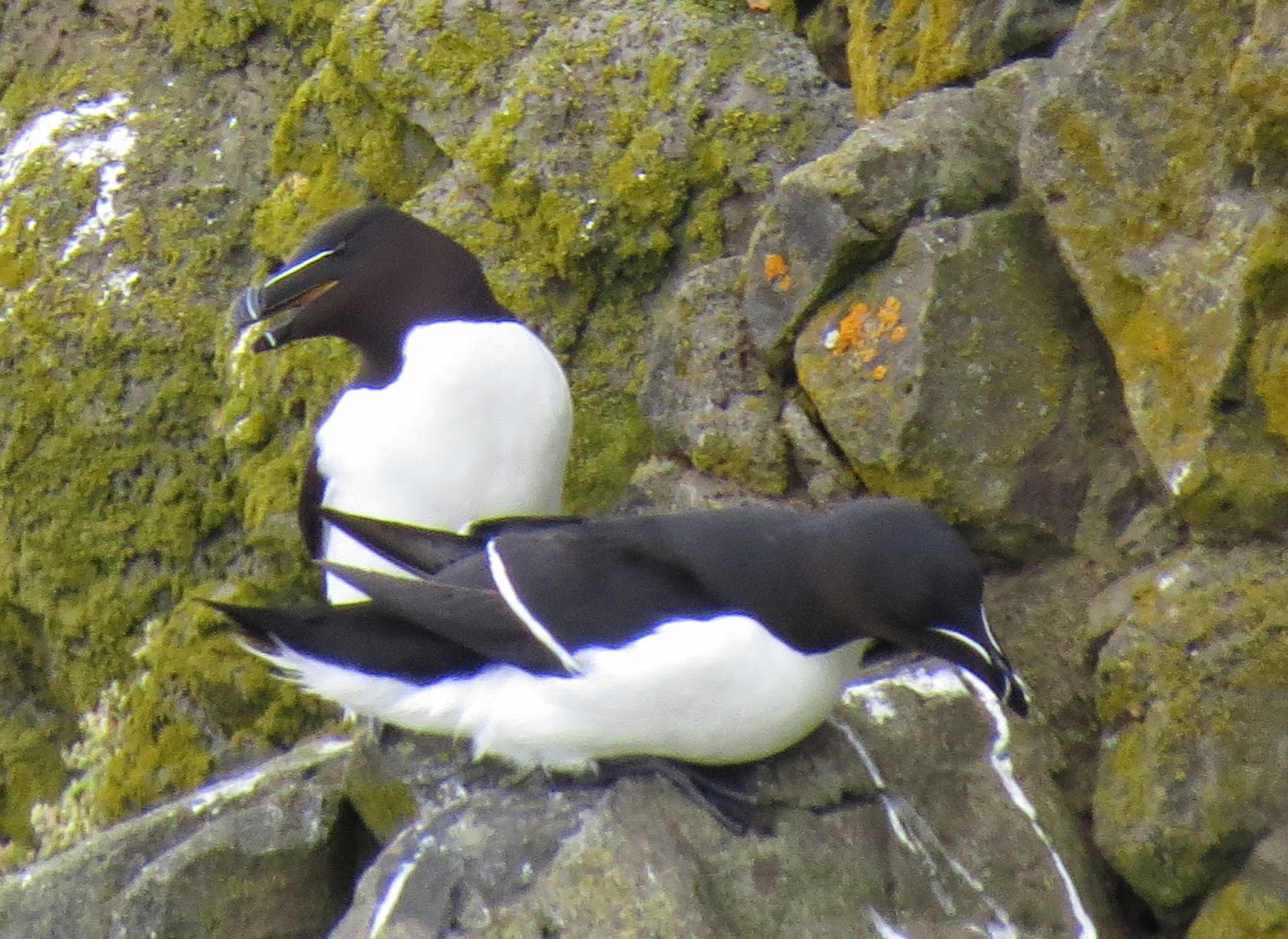 Puffin and Friends: オオハシウミガラス Razorbill