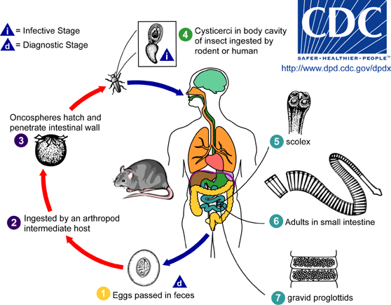 HYMENOLEPIS DIMINUTA (RAT TAPEWORM) - Microbiology Lab Notes