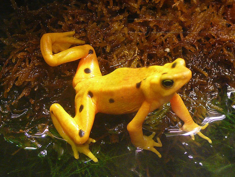 Animales en el Planeta: La rana dorada de Panamá (Atelopus zeteki ...
