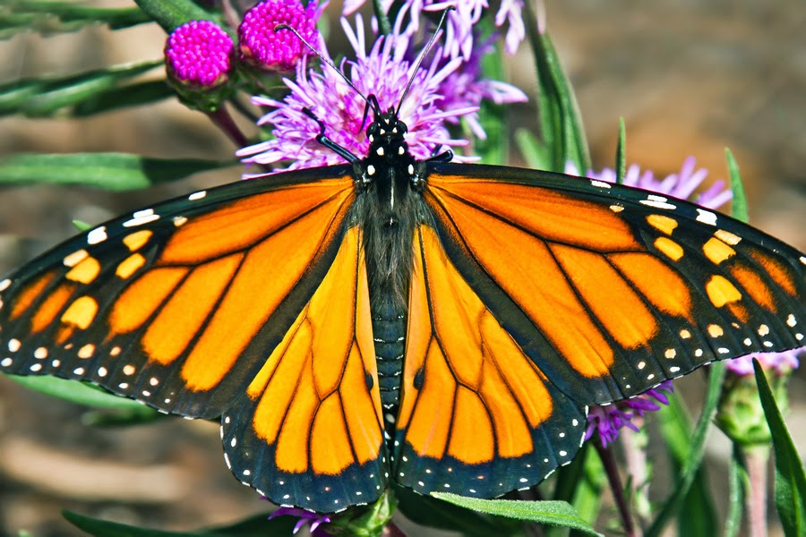 Rotary Botanical Gardens - Hort Blog: Monarch Magnets