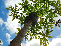 Vitamins With Flavor: The Benefits of Turmeric (Olena root)