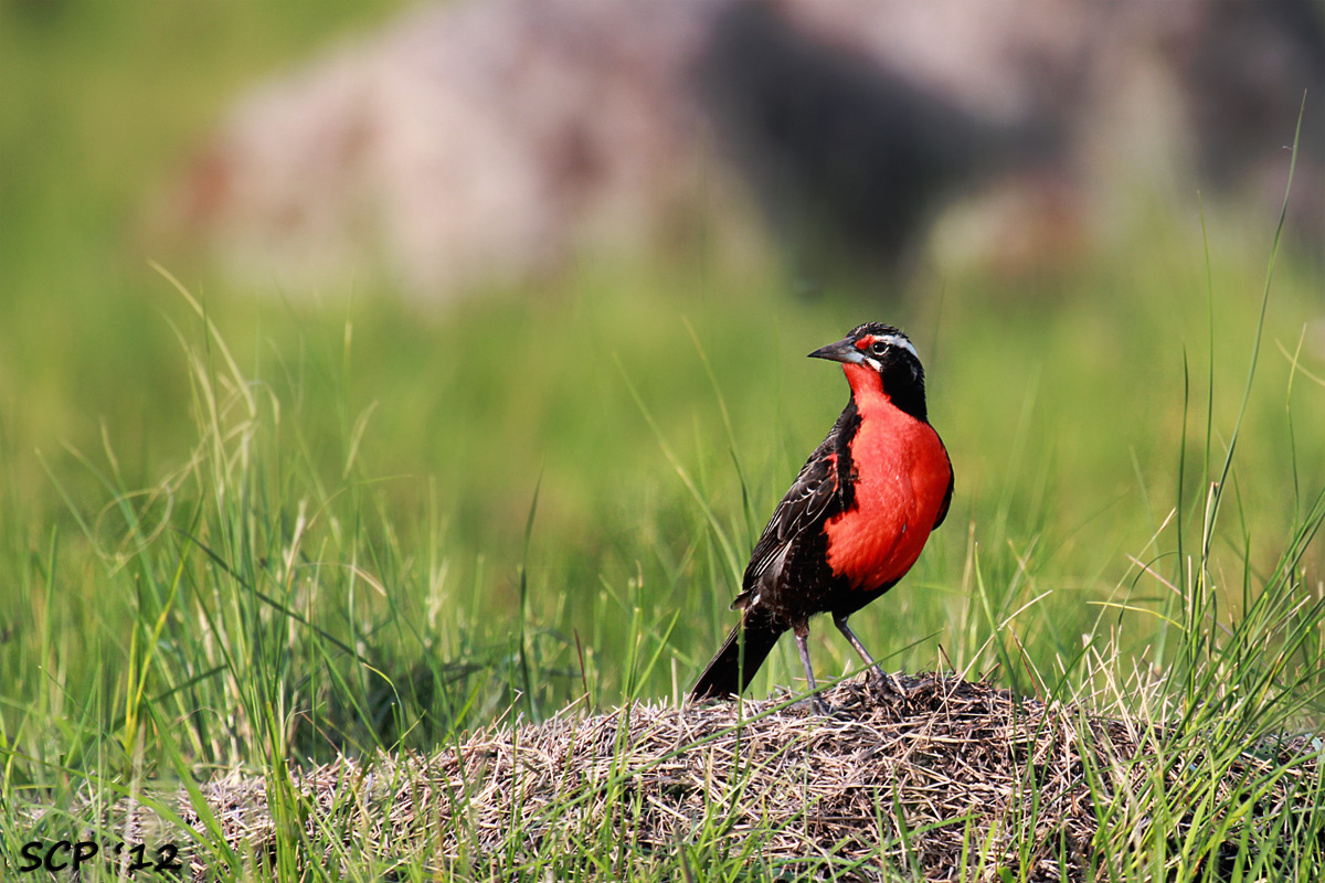 Santiago Carvalho: Loica Pampeana -Sturnella defilippii-