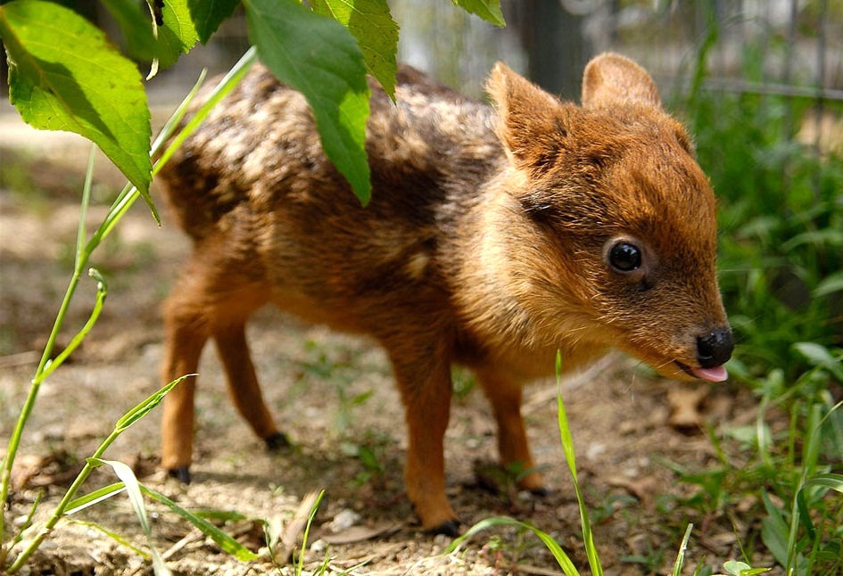Cutest animals in the world: Pudu deer
