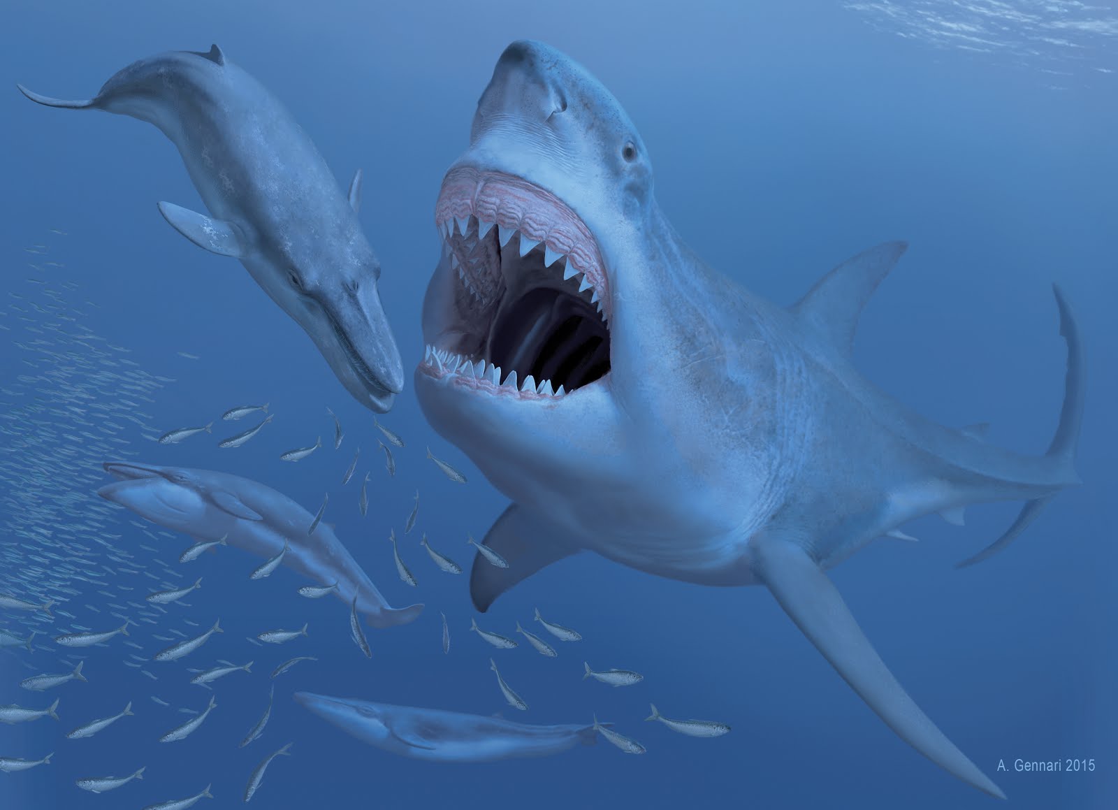 Corriere del Web : Il Megalodon, il gigantesco squalo del passato si ...