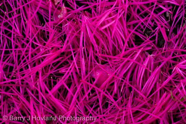 Water Apple Debris – Kimberly in Costa Rica