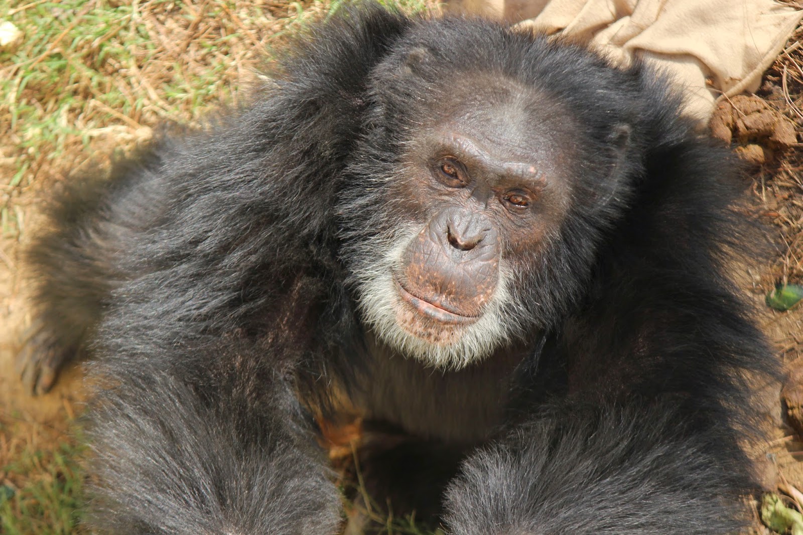 Weird, Wacky and Wild South: Chimp Haven a wild and rare opportunity ...