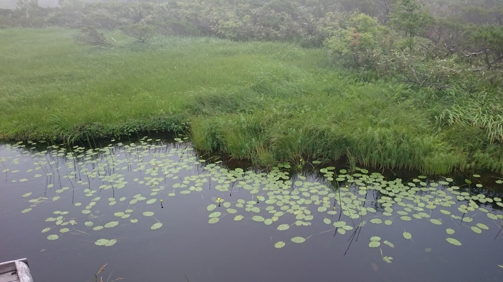 talk-hokkaido: Shinsen-numa Marsh 2