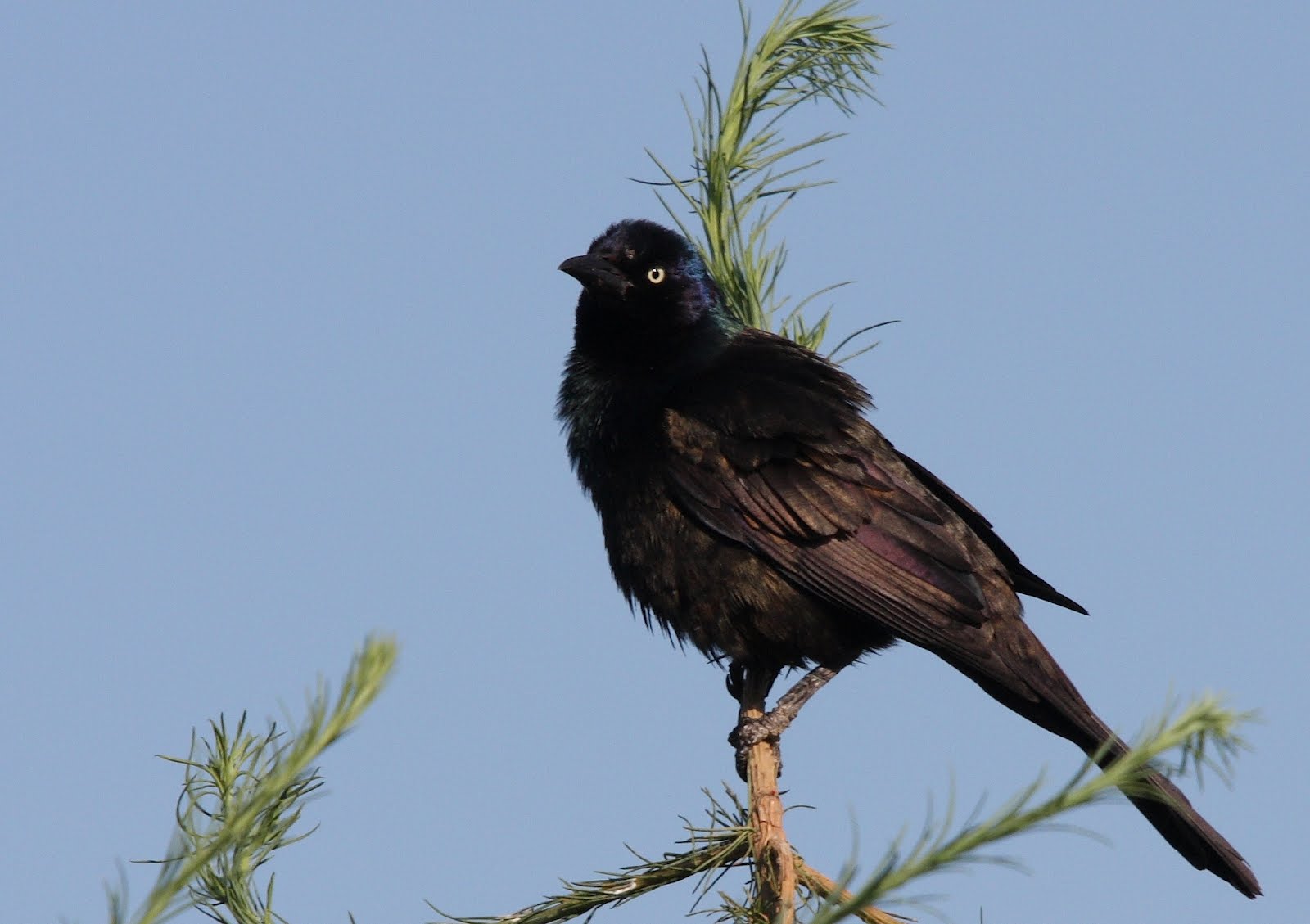 Rural Chatter: Birds, Nature and Environment: Common Grackle ...