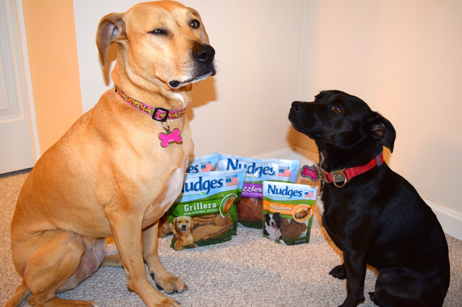 Favorite Activities With The Furballs | Anchors Aweigh