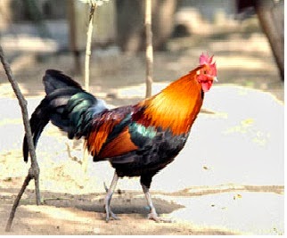 ALFIN TERNAK: jenis-jenis ayam