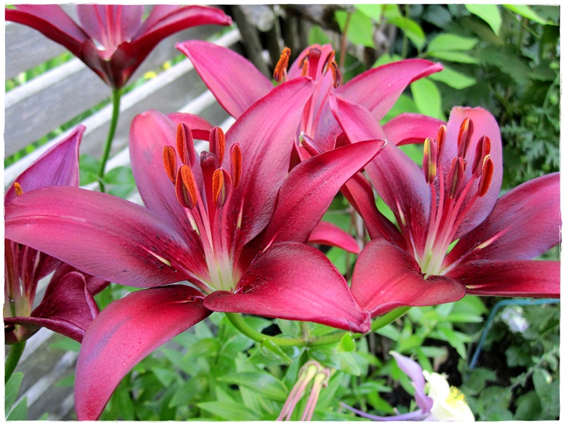 Mammasblommor: Liljor