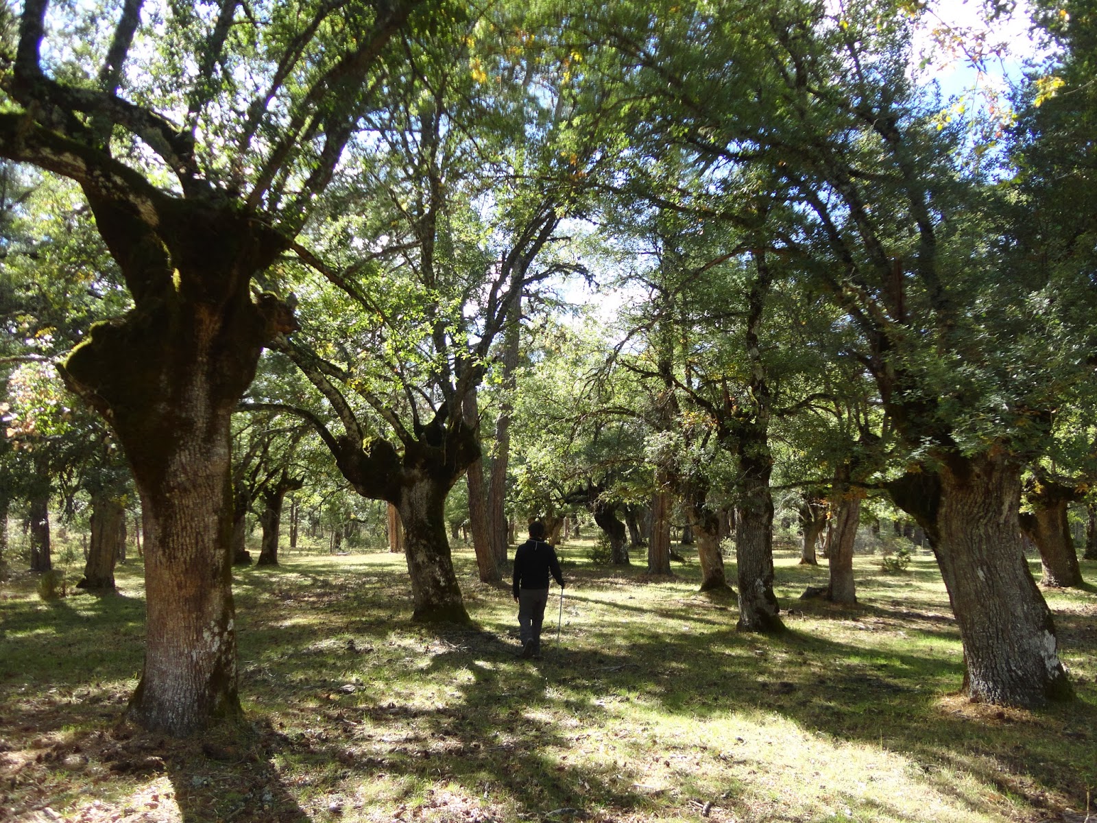 NUESTRO ROBLE, EL QUEJIGO (QUERCUS FAGINEA)