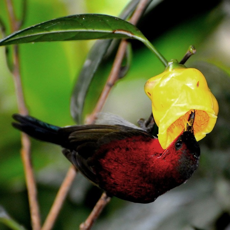 Species New to Science: [Ecology • 2017] Nectar Properties and the Role ...