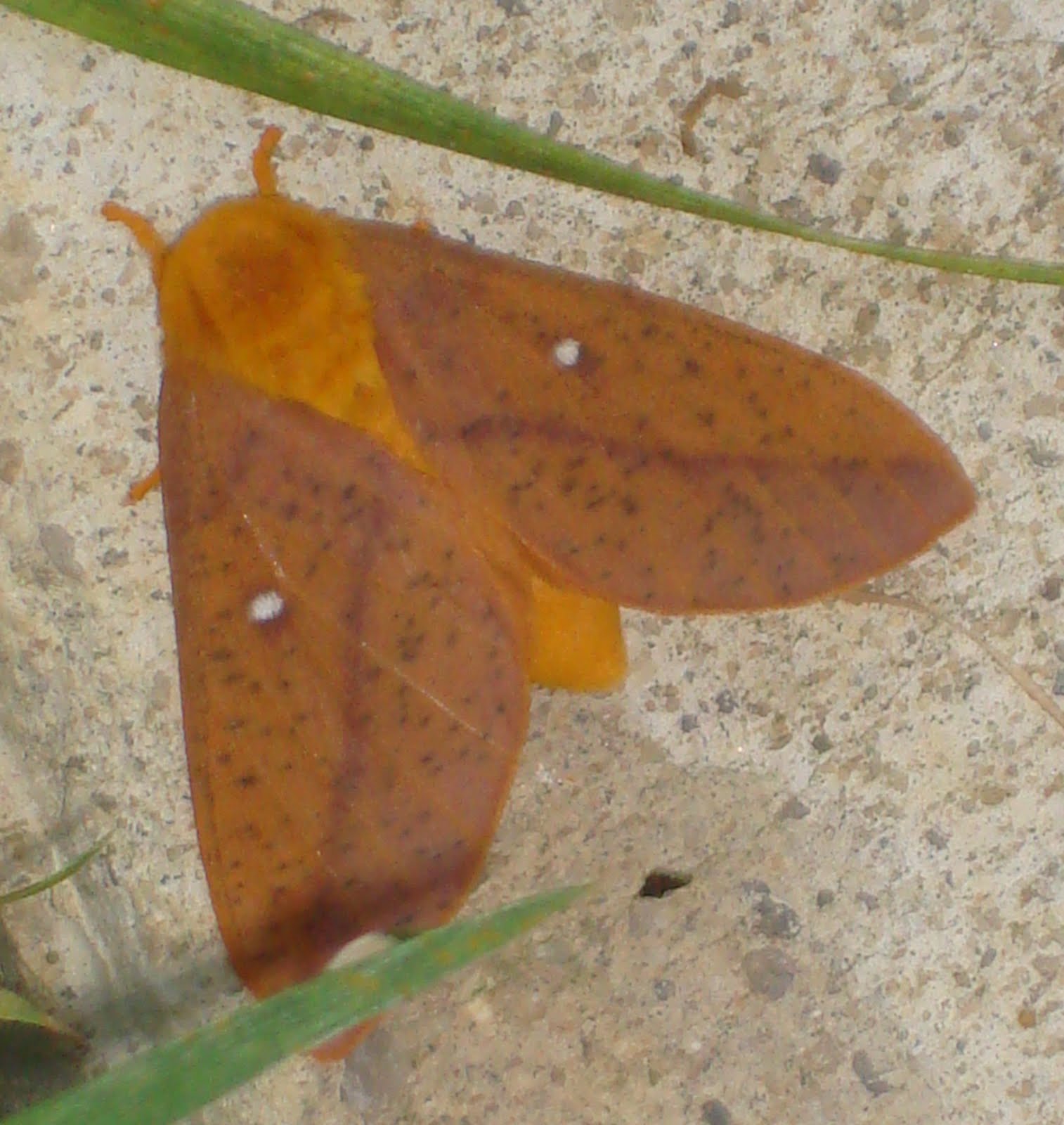 Comments on the World at Large: Backyard bug of the day: Orange-tipped ...