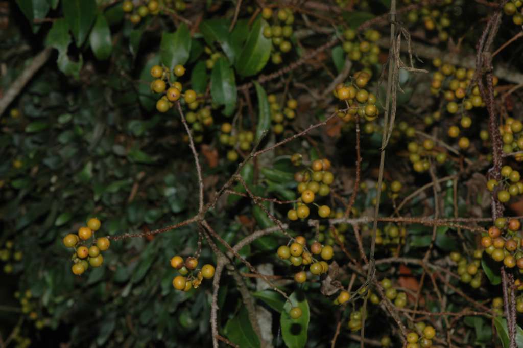 The Nature of Robertson: Celastrus australis - Staff Climber (aka Staff ...