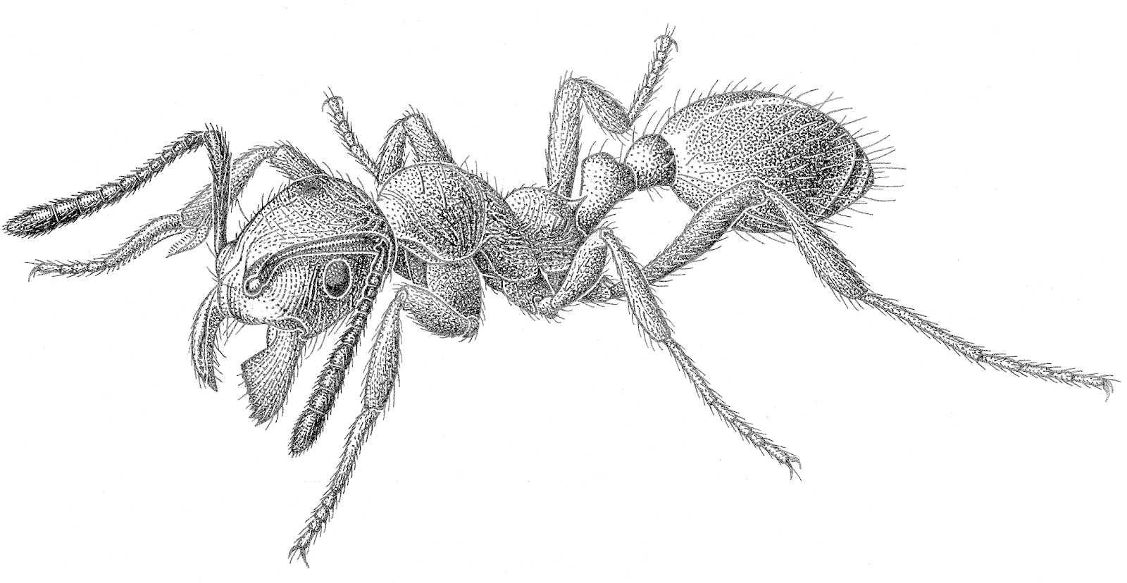 d20 Pirates: Formian Insectoids Breeding and Usage