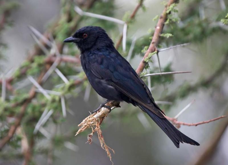 MY NOTES: Birds(check list)