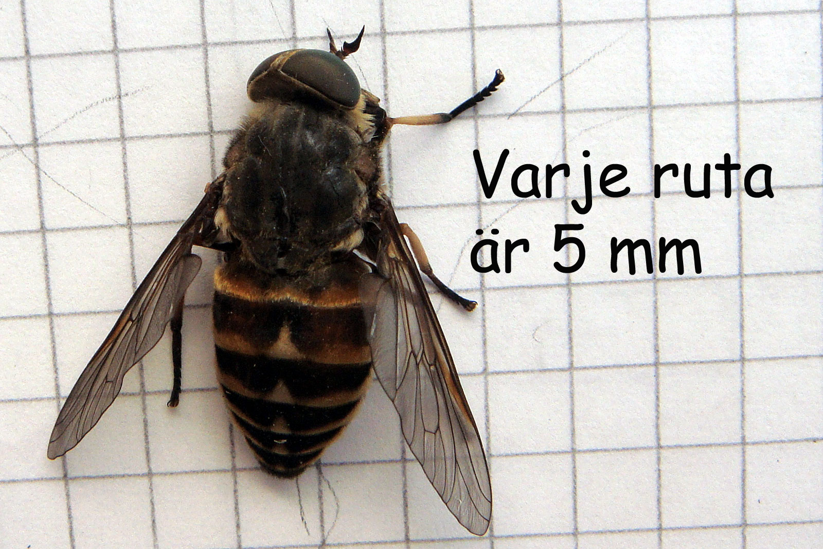 .: Mystisk gäst var fäbroms