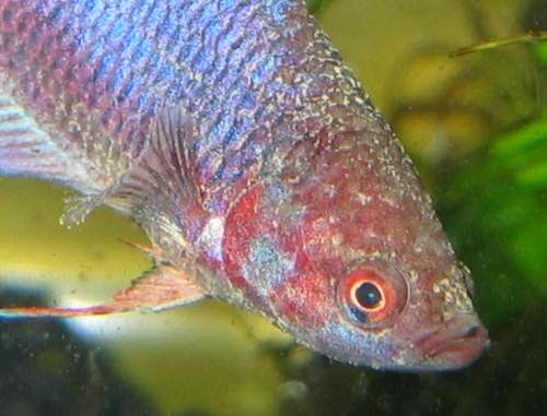 The TasteFul Learning: A Betta with Velvet,