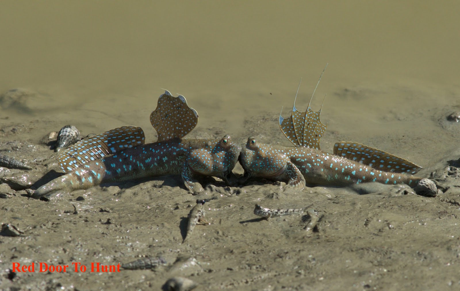 RED Door To Hunt: Pertarungan Ikan Tembakul/ Ikan Belacak ...