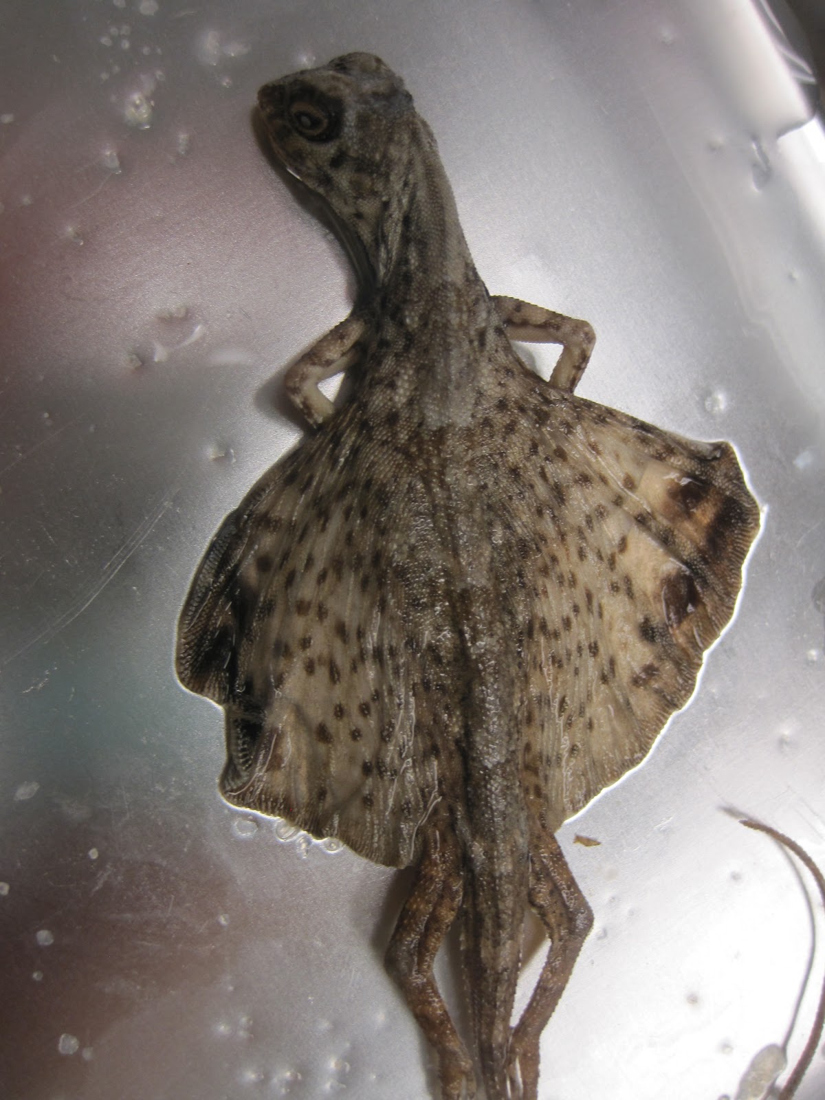 Biology of the Reptilia: Lab 5: Lepidosauria Part 1: Sphenodontida and ...