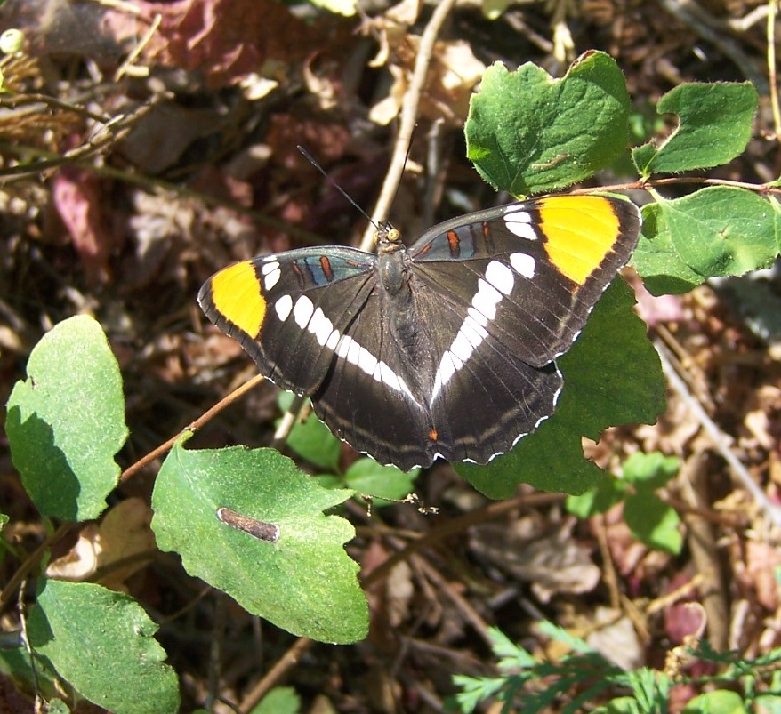 The 2 Minute Gardener: Photo - California Sister Butterfly (Adelpha ...