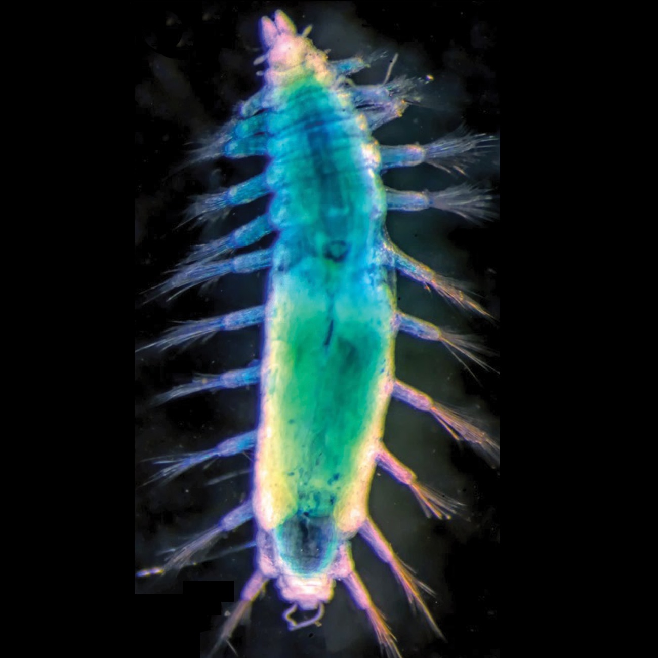 Species New to Science: [Invertebrate • 2020] Anguillosyllis (Annelida ...